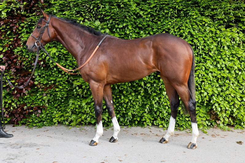 Jungle Mac - Opulence Thoroughbreds