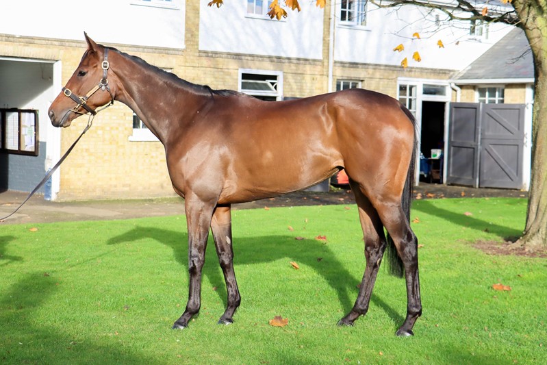 Red Danielle - Opulence Thoroughbreds