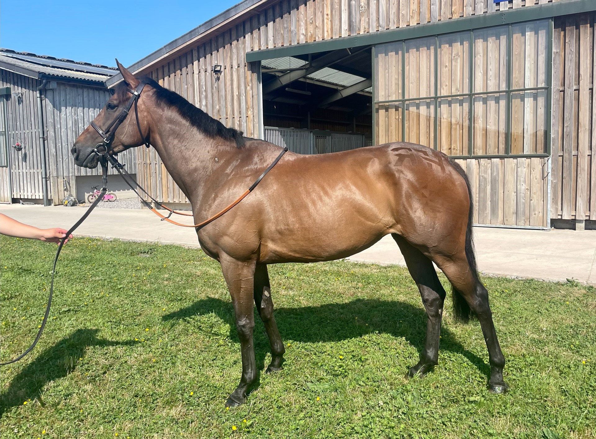 Older horses - Opulence Thoroughbreds